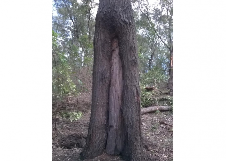 Aboriginal Scar Tree Relocation - Power Clear